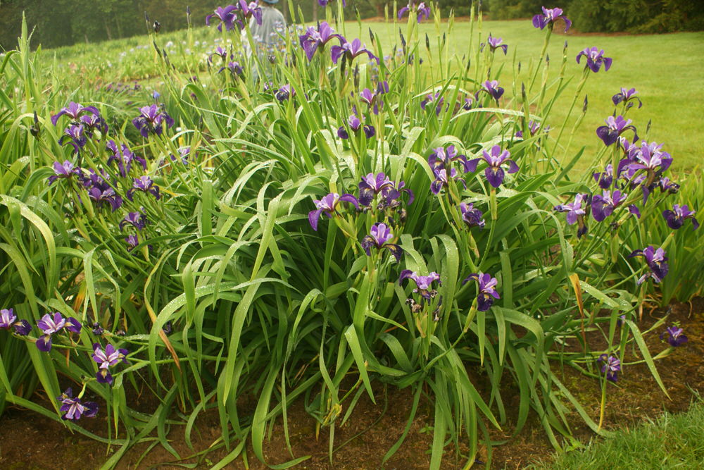Species Cross Beardless Iris (SPEC-X)