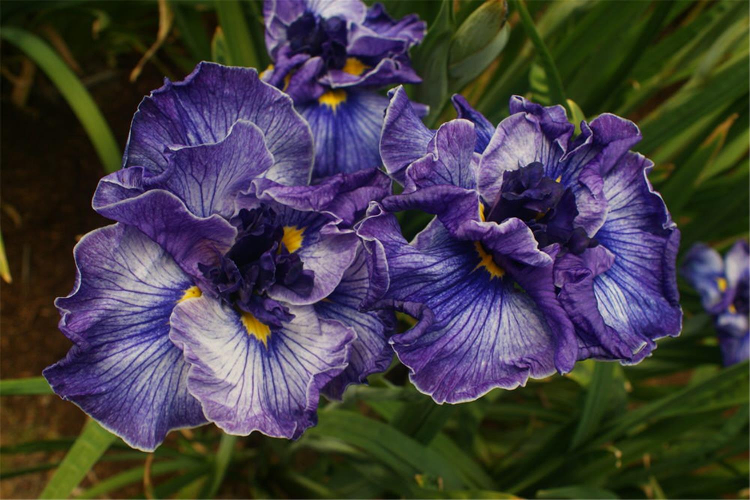 Japanese Iris (JI)